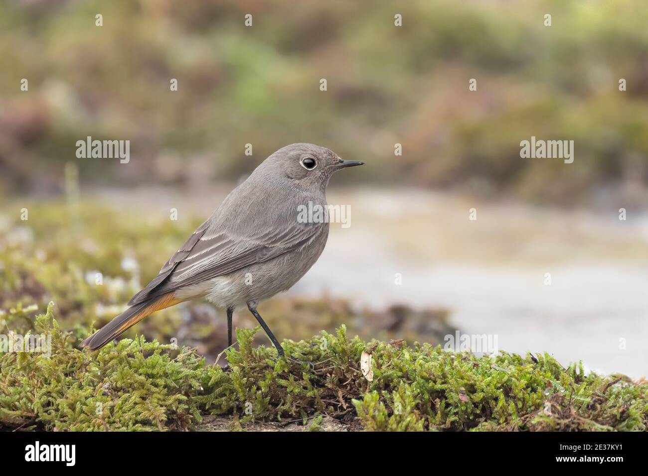 Black redstart nest hi-res stock photography and images - Alamy