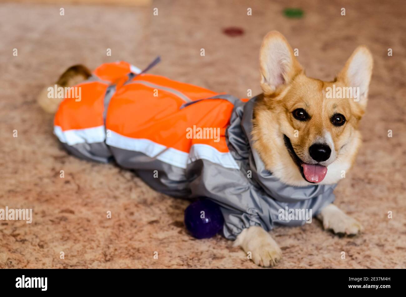 The dog in his clothes. A jacket for a dog. Fitting clothes Stock Photo ...
