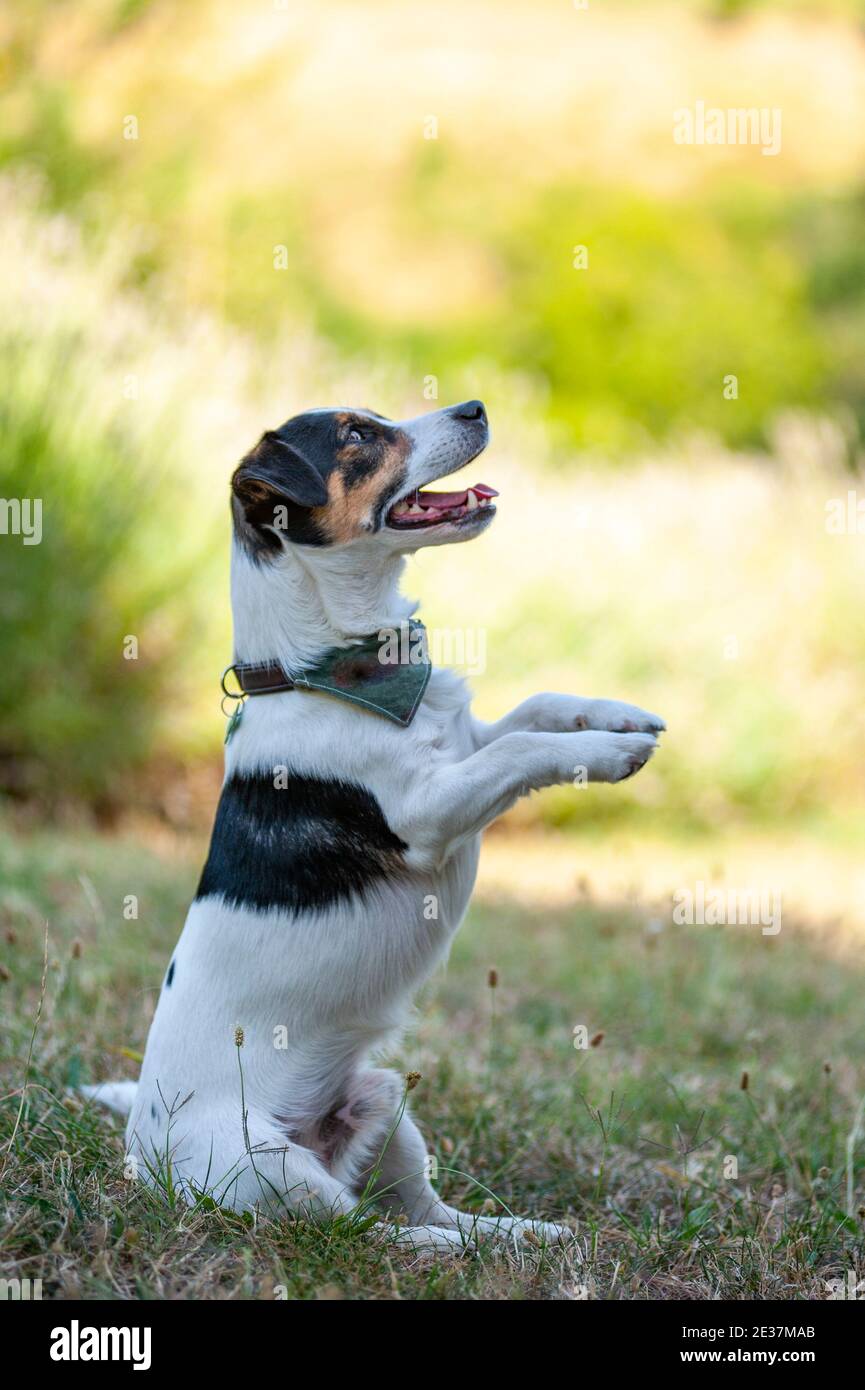 Jack Russell Terrier performing tricks. Trained dogs standing on two ...