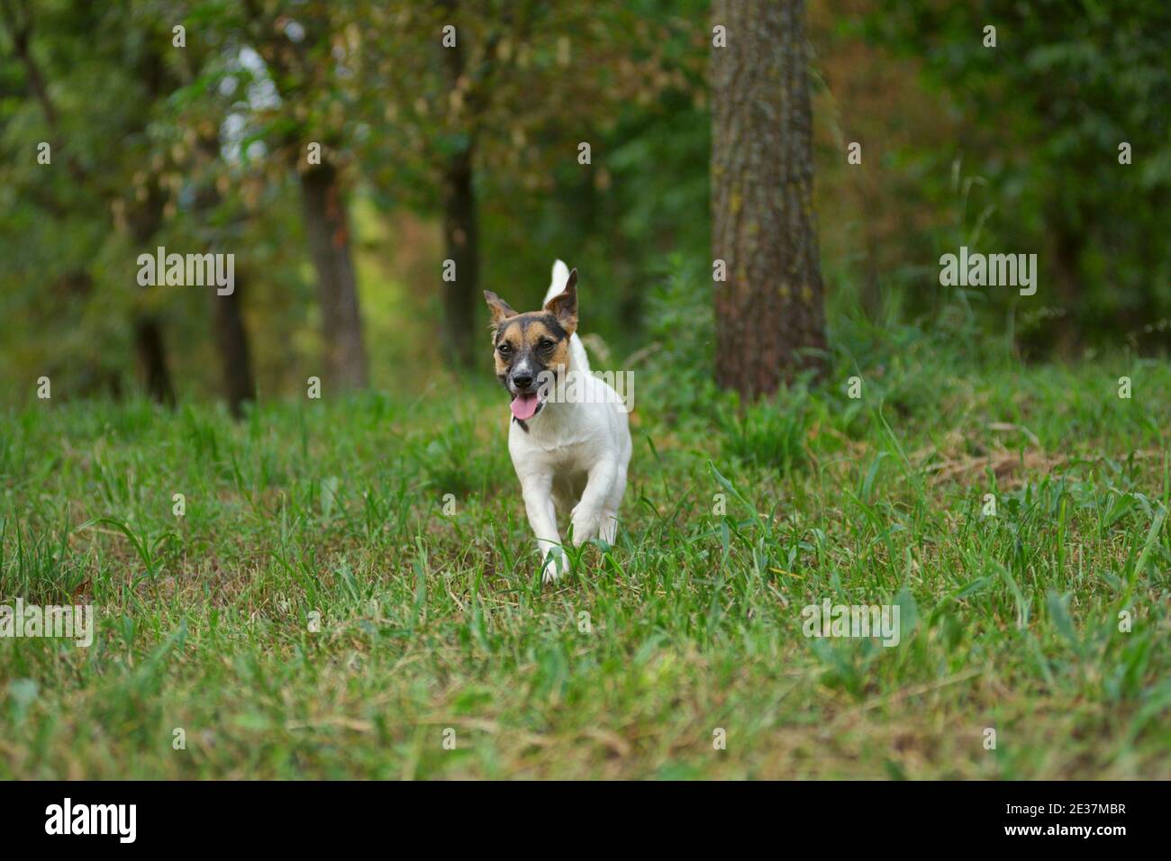 Jack Russell Terrier running free in a natural park. Natural ...