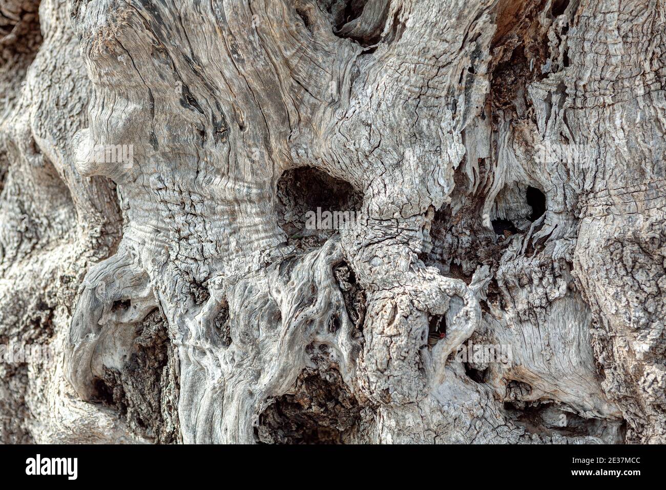Rough Tree Bark . Rotten Wooden natural texture Stock Photo - Alamy