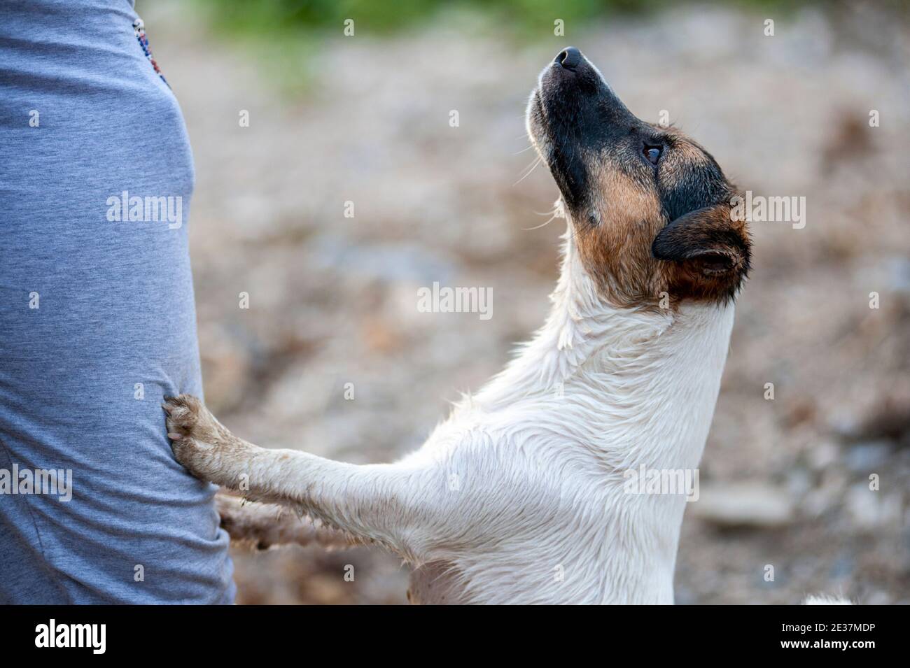 Smooth Coat Jack Russell Terrier High Resolution Stock Photography and ...