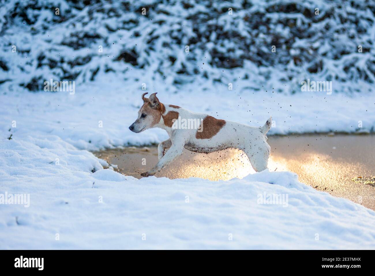 Jack Russell Terrier jumping over an iced pond. Snowy environment, the ...
