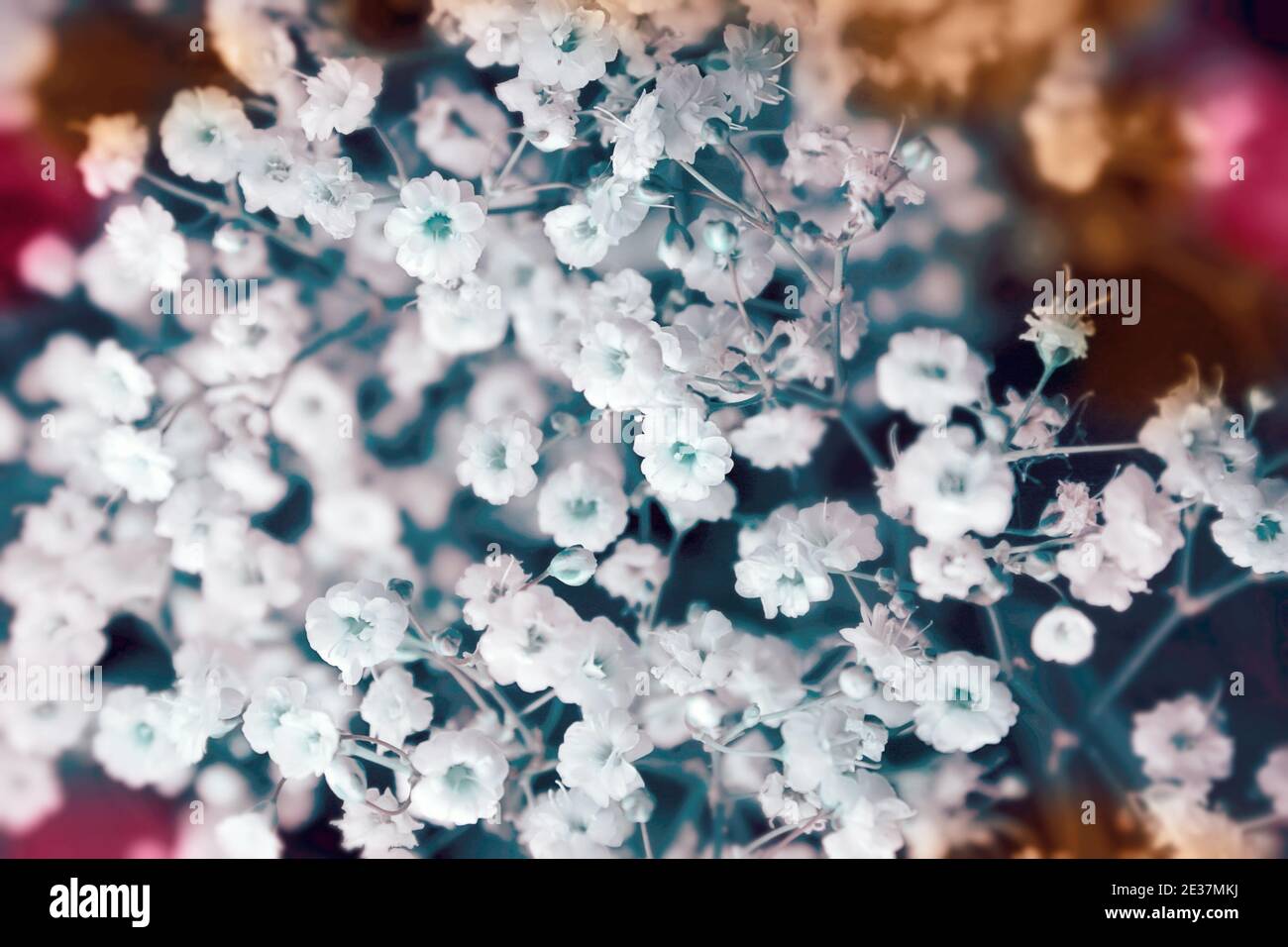 Rare white flowers inflorescence hi-res stock photography and images ...