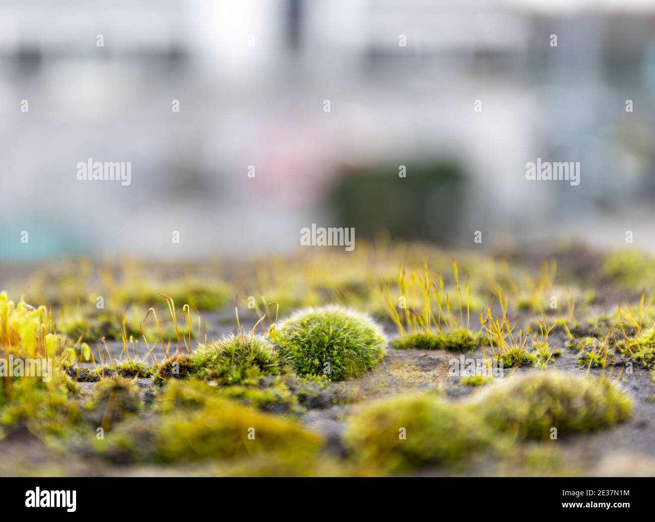 Growth photos hi-res stock photography and images - Alamy