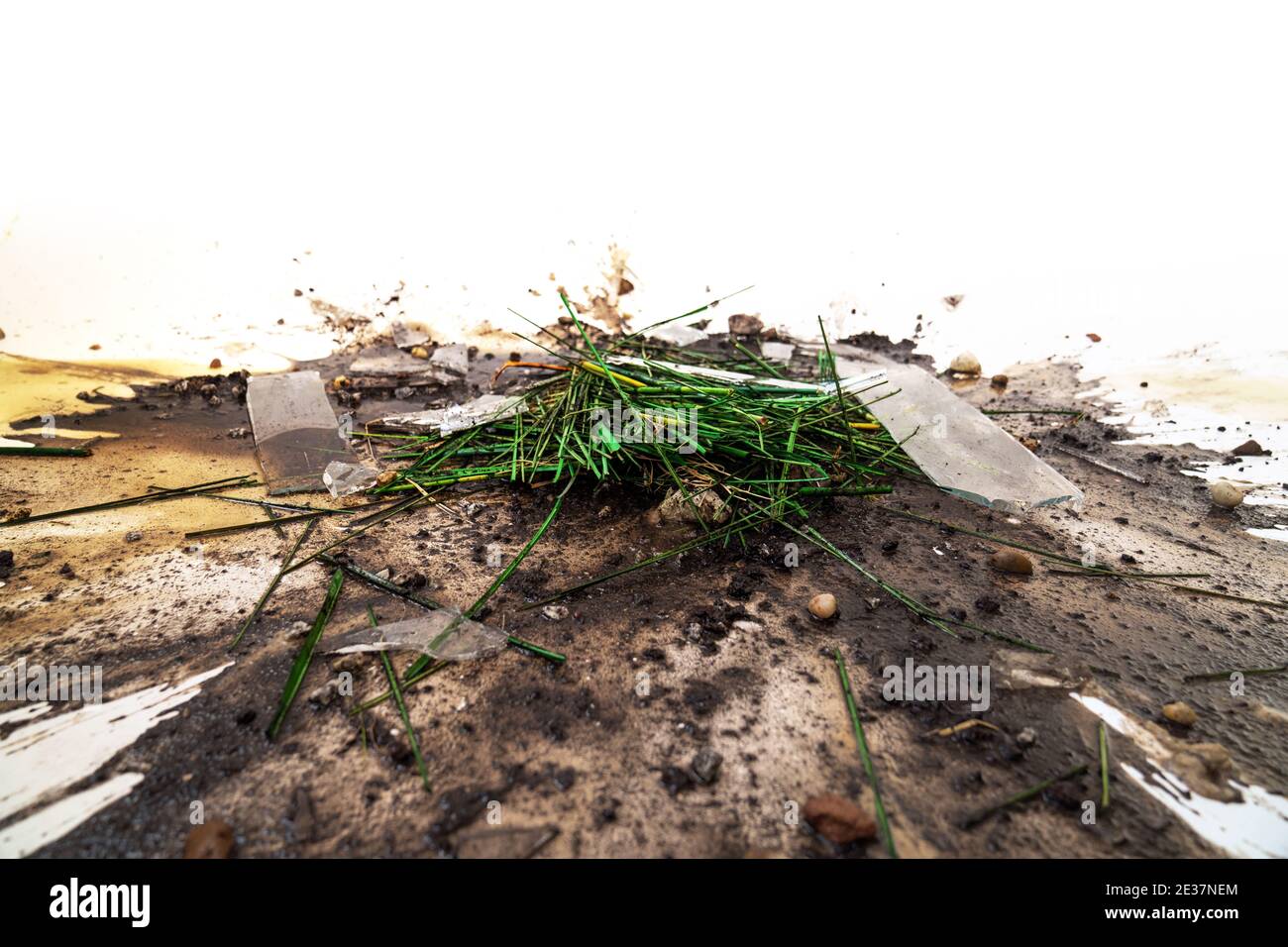 Broken jar with soil and smashed green plant Stock Photo - Alamy