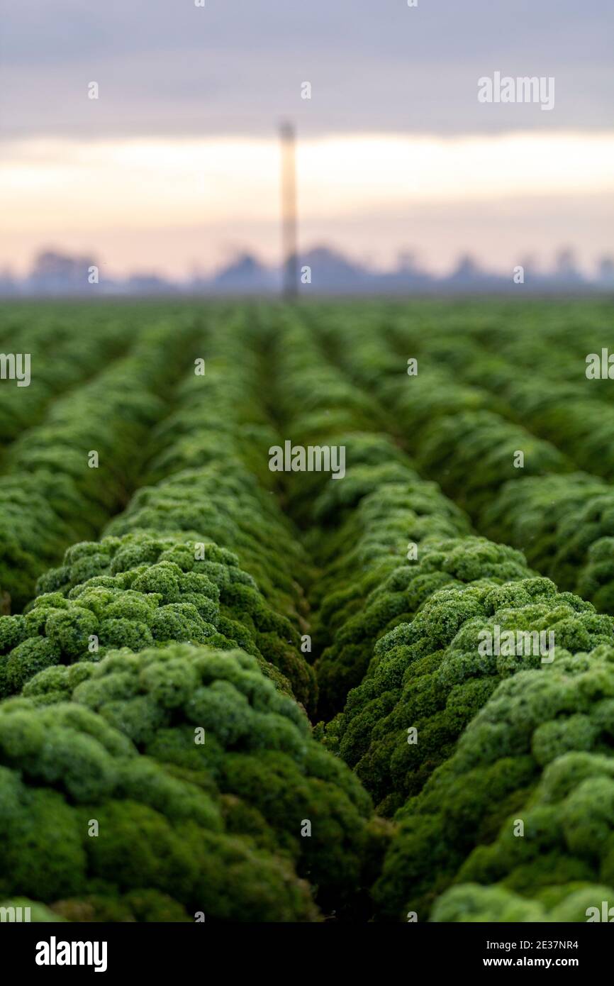Kale field hi-res stock photography and images - Alamy