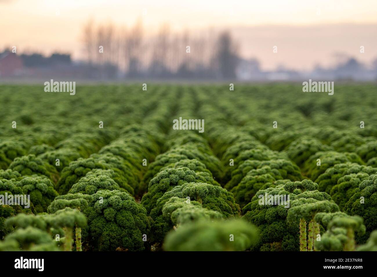 Field of Kale Stock Photo - Alamy