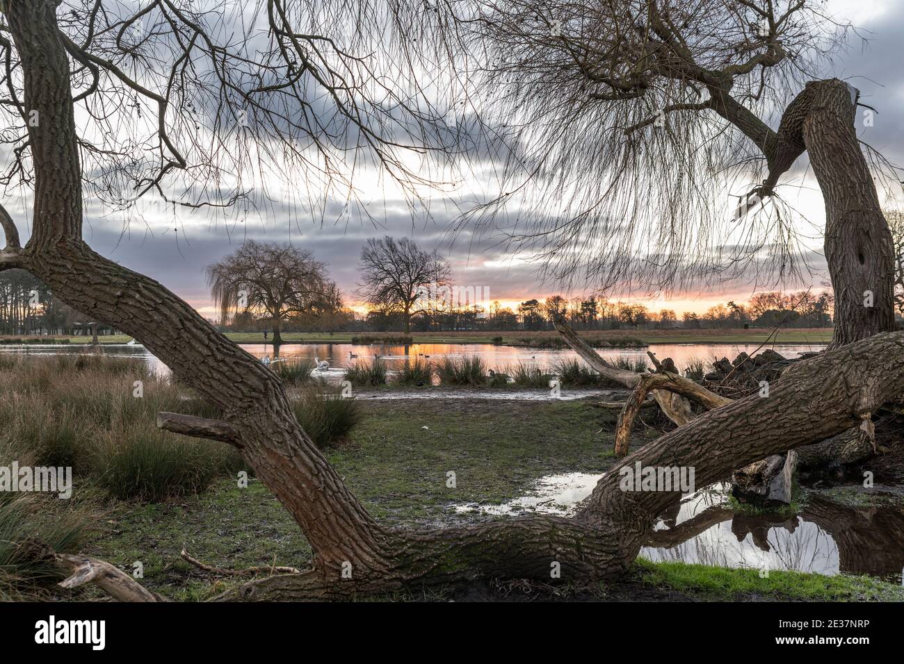 Fallen tree at edge of pond at Bushy Park Surrey Stock Photo - Alamy