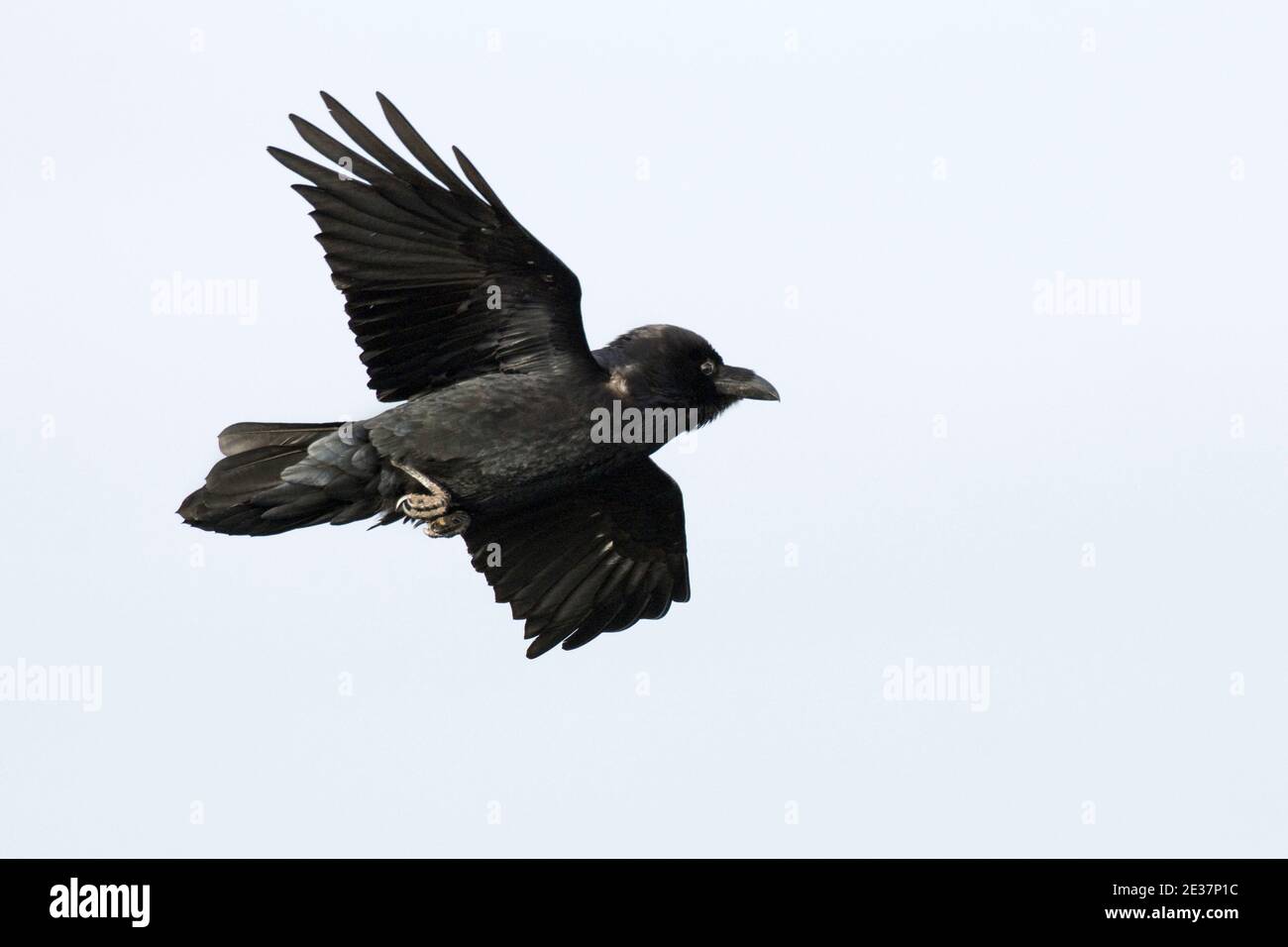 Raven bird uk flying hi-res stock photography and images - Alamy