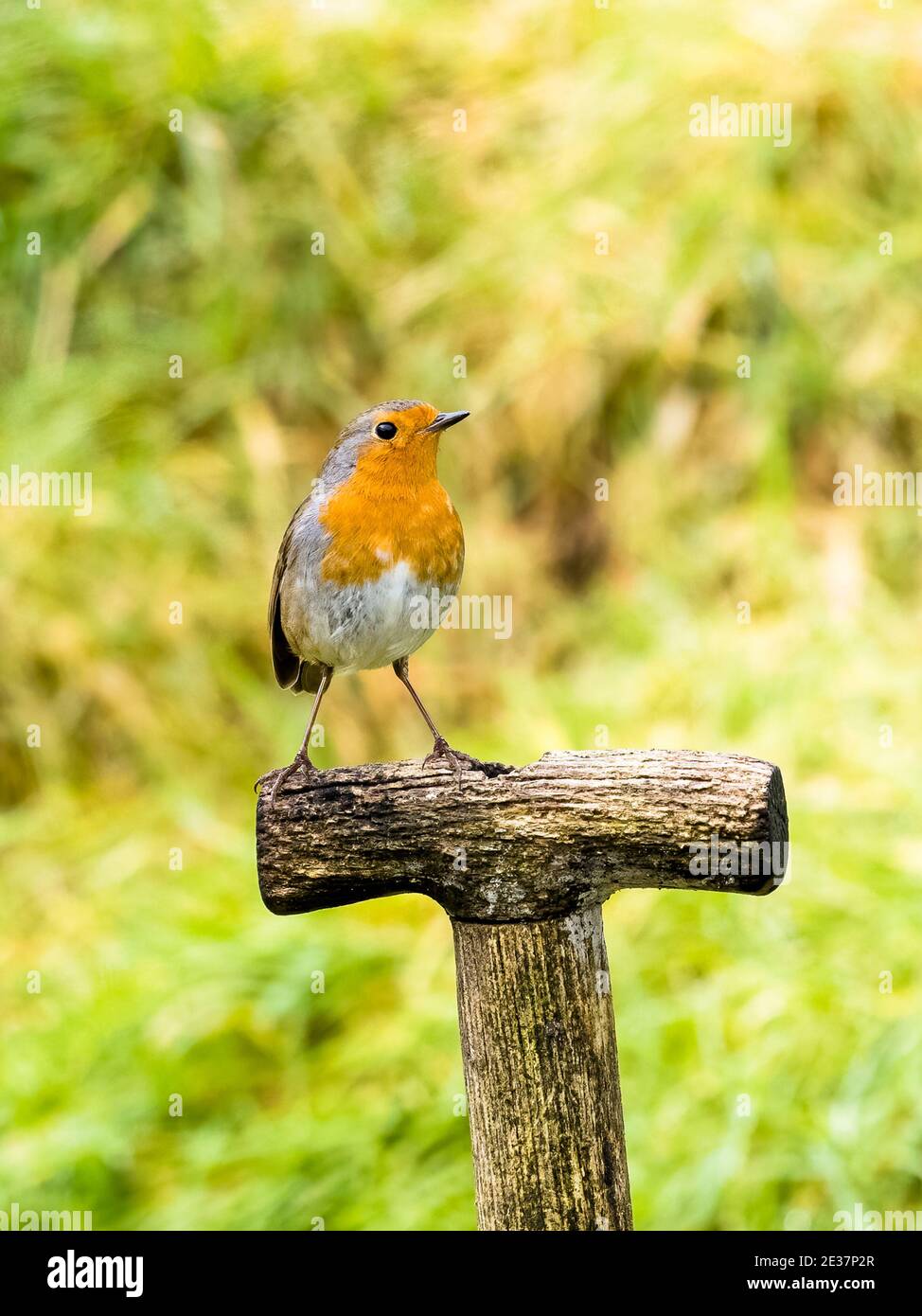 Robin on spade hi-res stock photography and images - Alamy