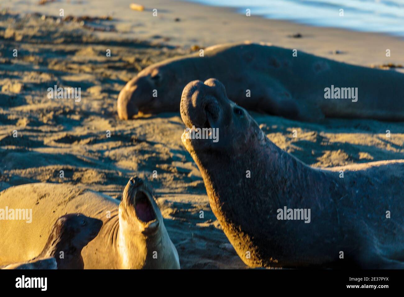 Pebble beach california seals hi-res stock photography and images - Alamy