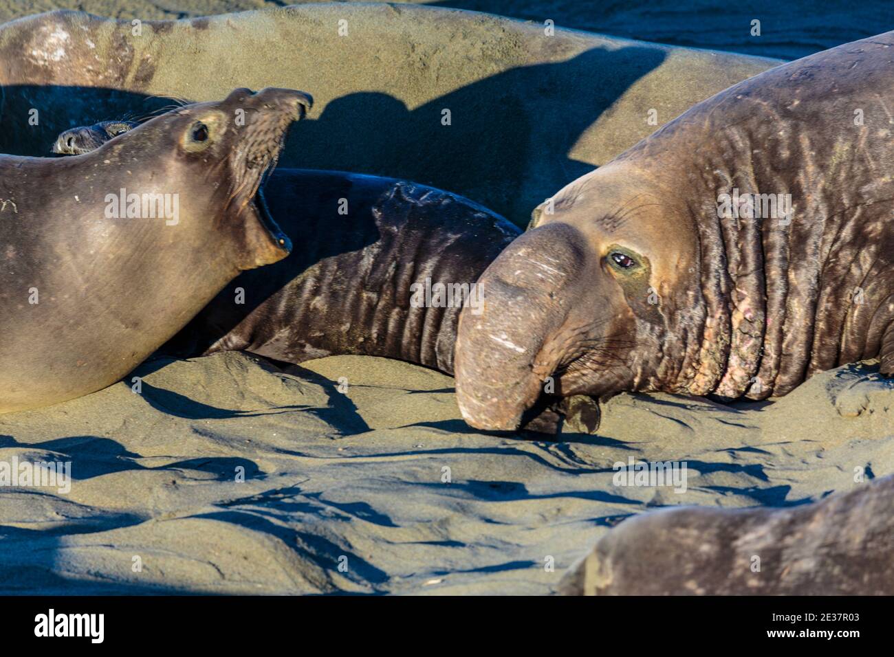Pebble beach california seals hi-res stock photography and images - Alamy