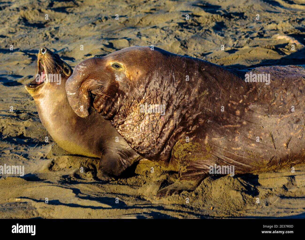 Pebble beach california seals hi-res stock photography and images - Alamy