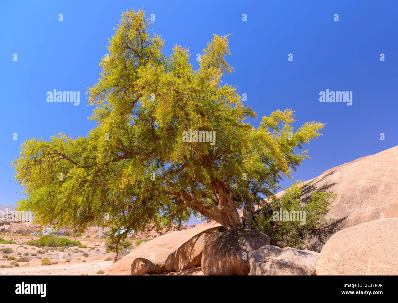 Argan tree with ripe fruits in Morocco Stock Photo - Alamy