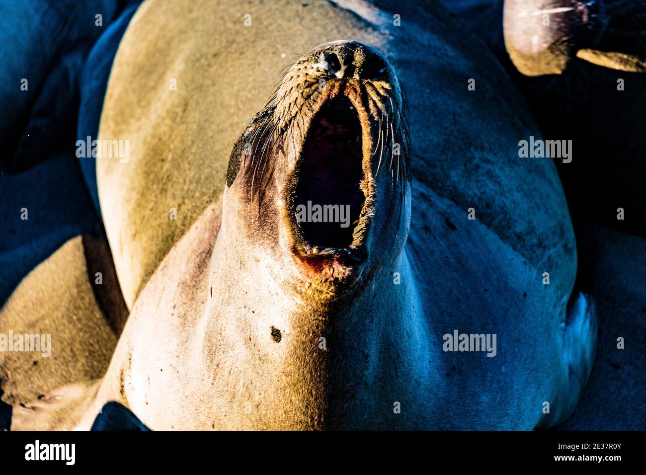 Pebble beach california seals hi-res stock photography and images - Alamy
