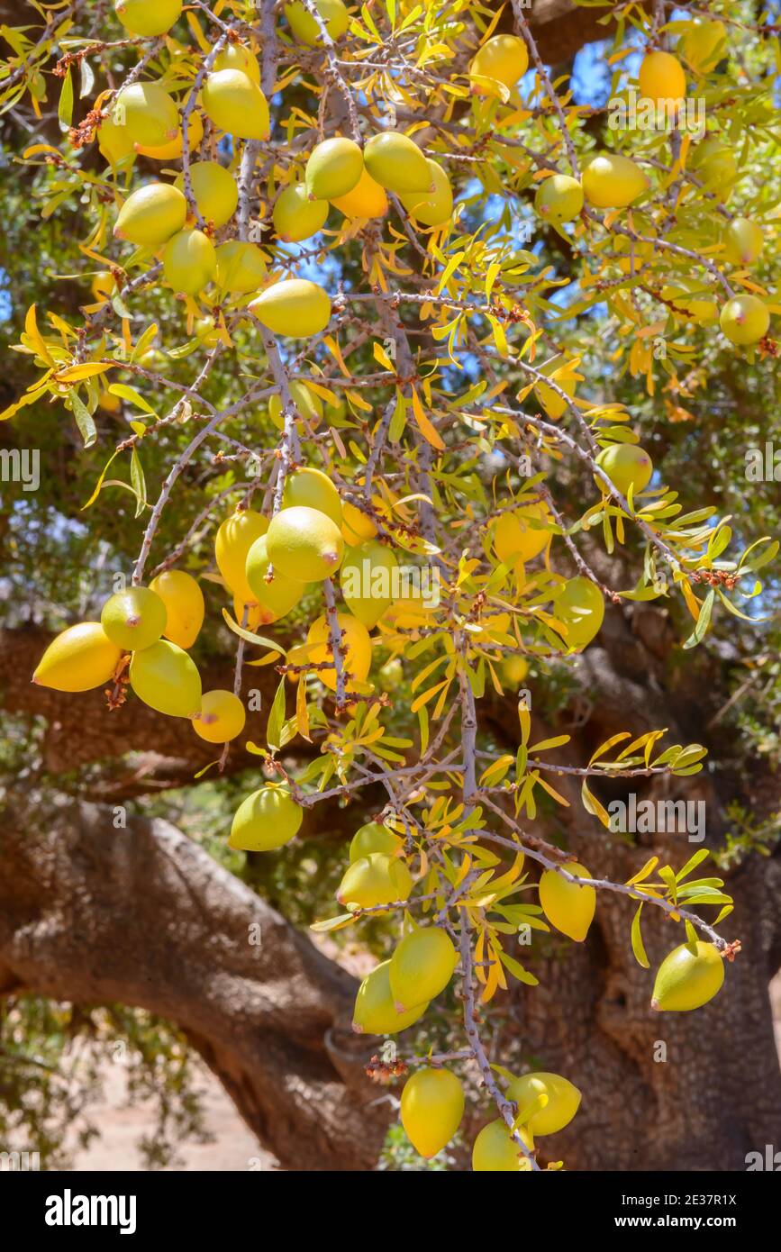 Tree fruit production hi-res stock photography and images - Alamy