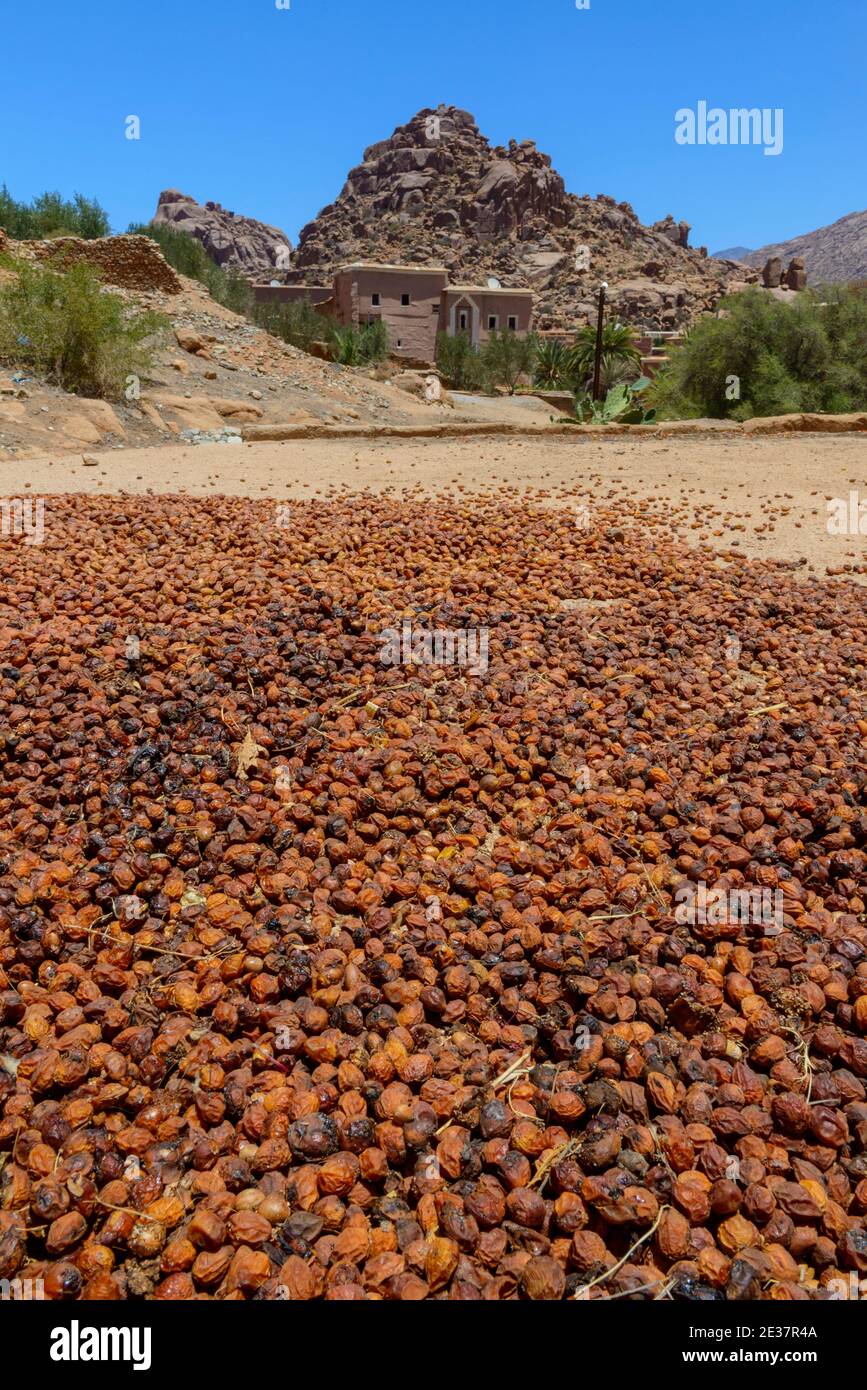 Drying fruits of the argan tree in the procedure of making argan oil ...