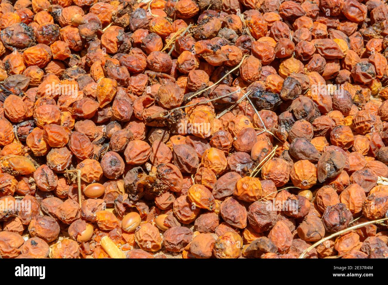 Drying fruits of the argan tree in the procedure of making argan oil ...