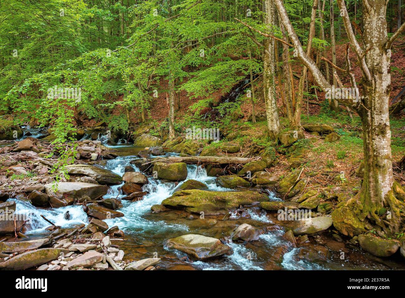 mountain river runs through the forest. water flow among the rocks ...