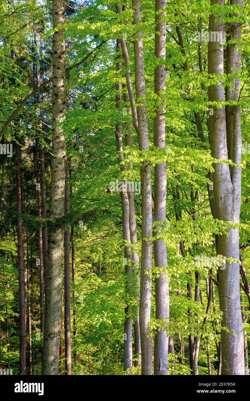 beech trees with fresh green foliage in sunlight. beautiful nature ...