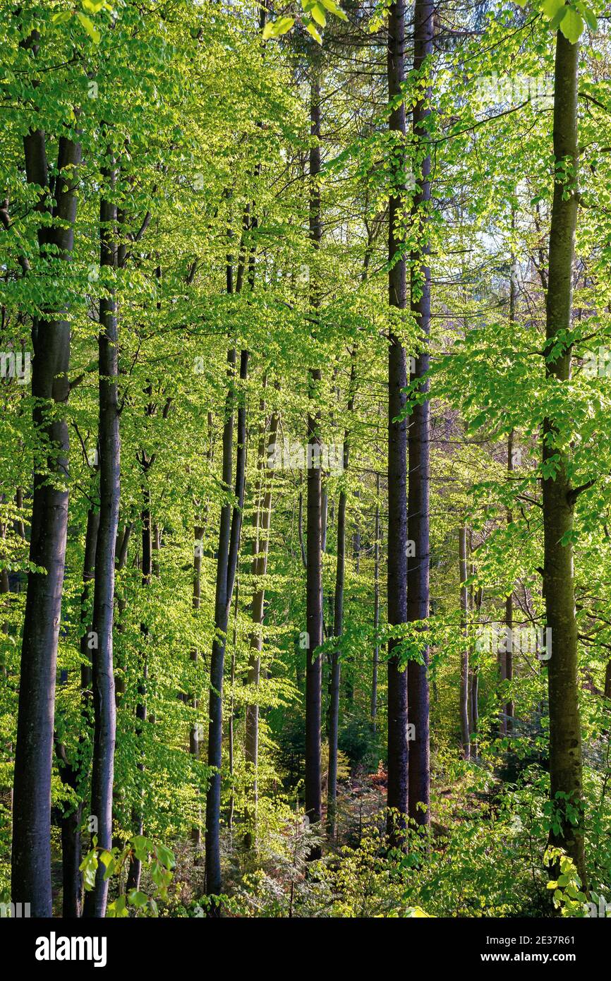 beech trees with fresh green foliage in sunlight. beautiful nature ...
