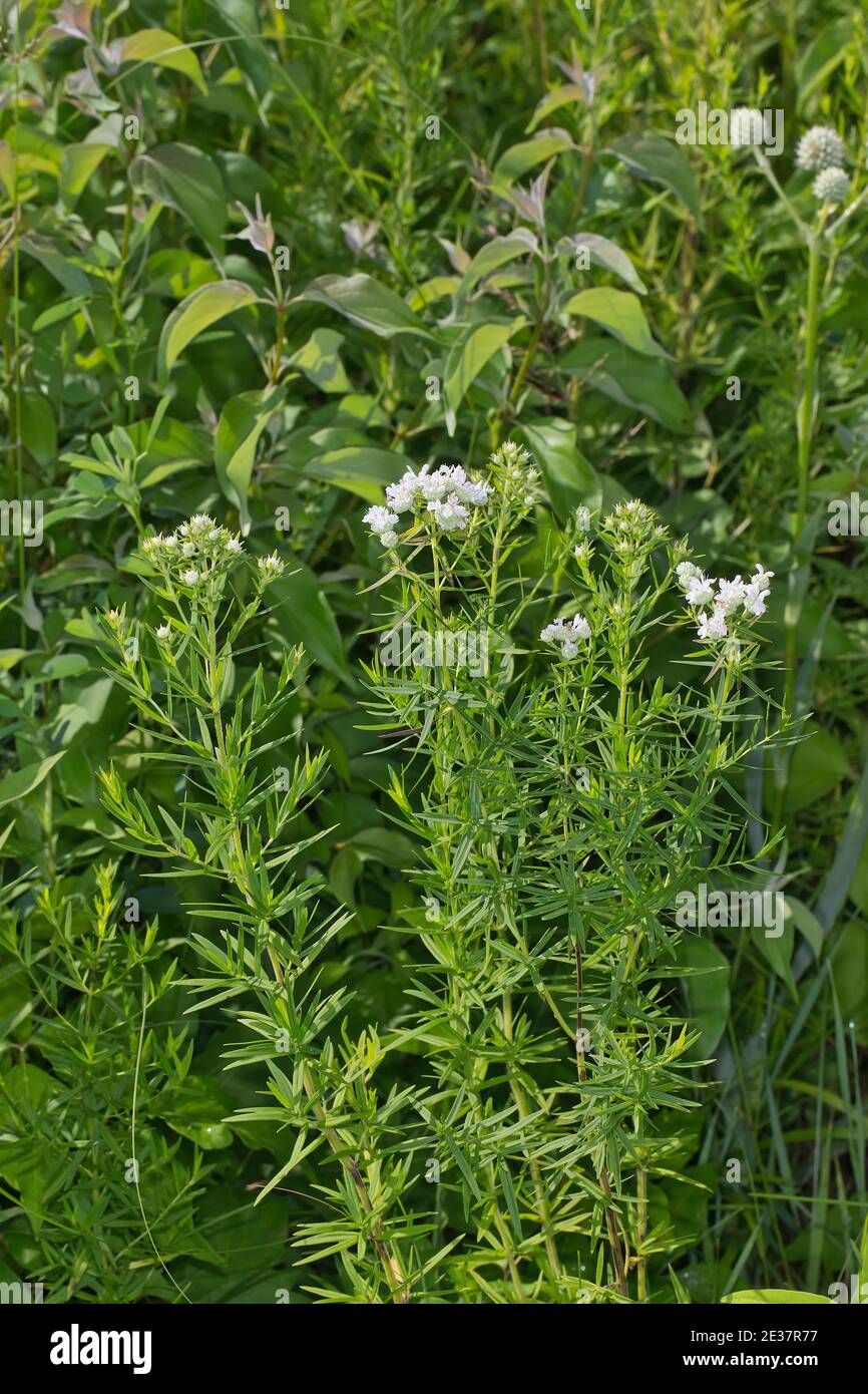 Fire Management High Resolution Stock Photography and Images - Alamy