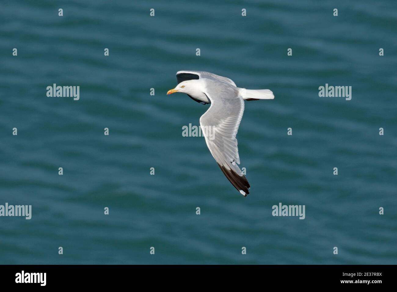 Adult Herring Gull, Larus argentatus, in flight over the cliffs at ...