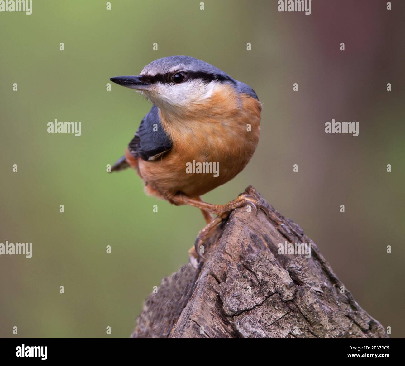 Nuthatch posing nicely on a tree stump Stock Photo - Alamy
