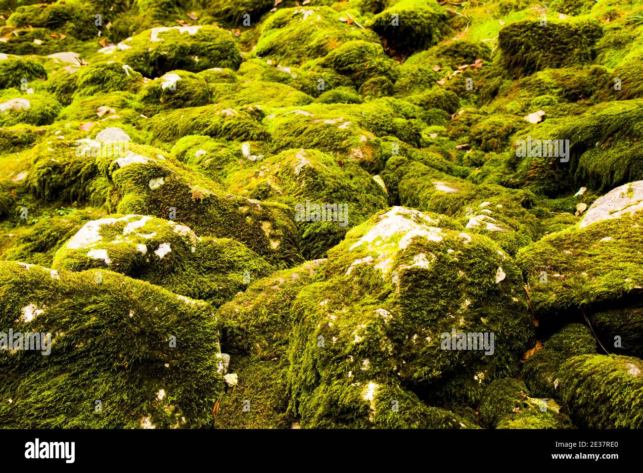 Moss on the rocks, nature background, green moss color texture Stock ...
