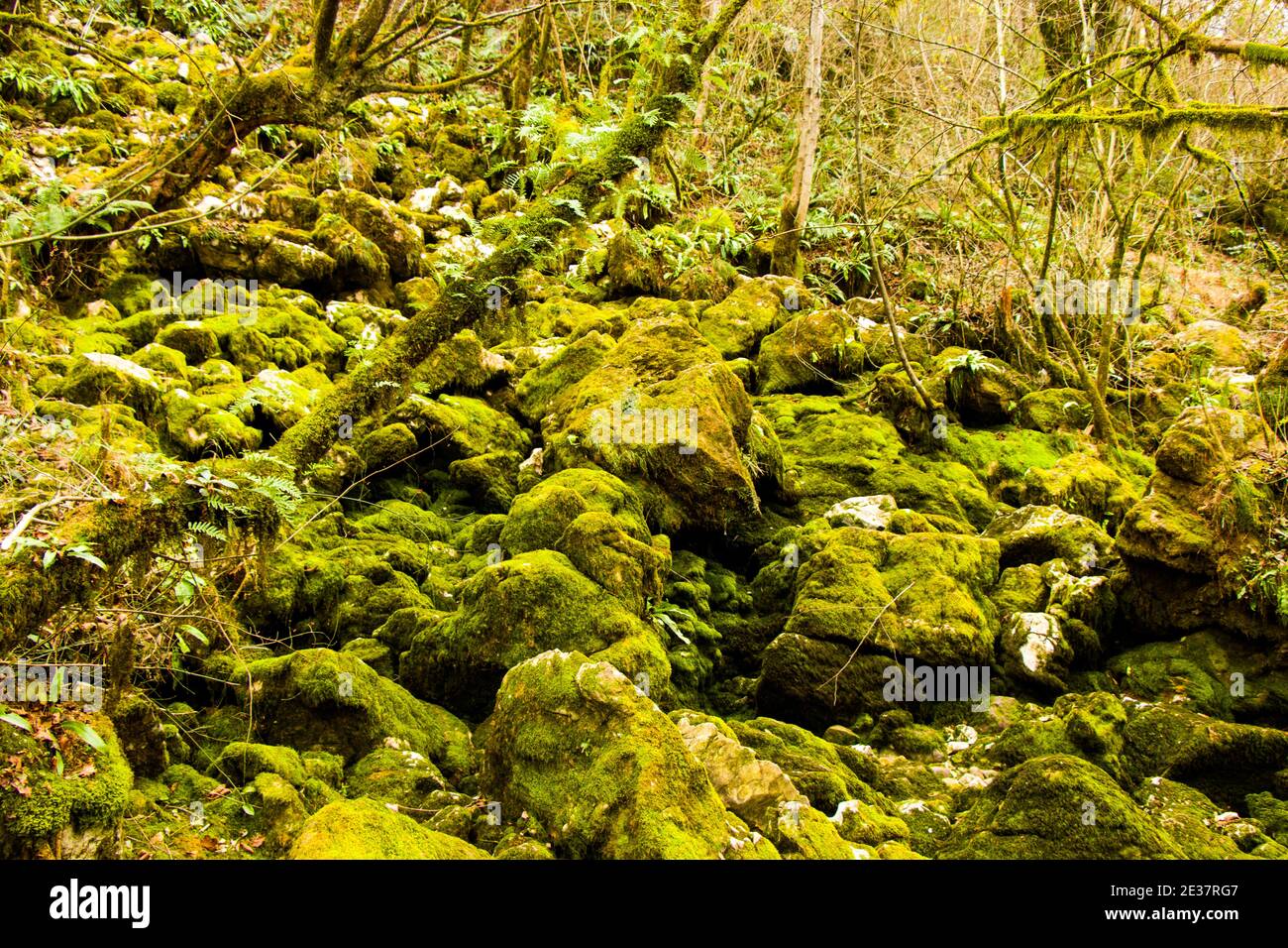 Moss on the rocks, nature background, green moss color texture Stock ...