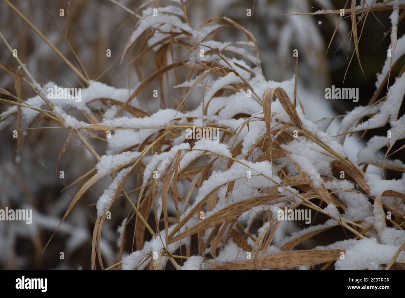 beautiful tall Grass covered with Snow Stock Photo - Alamy