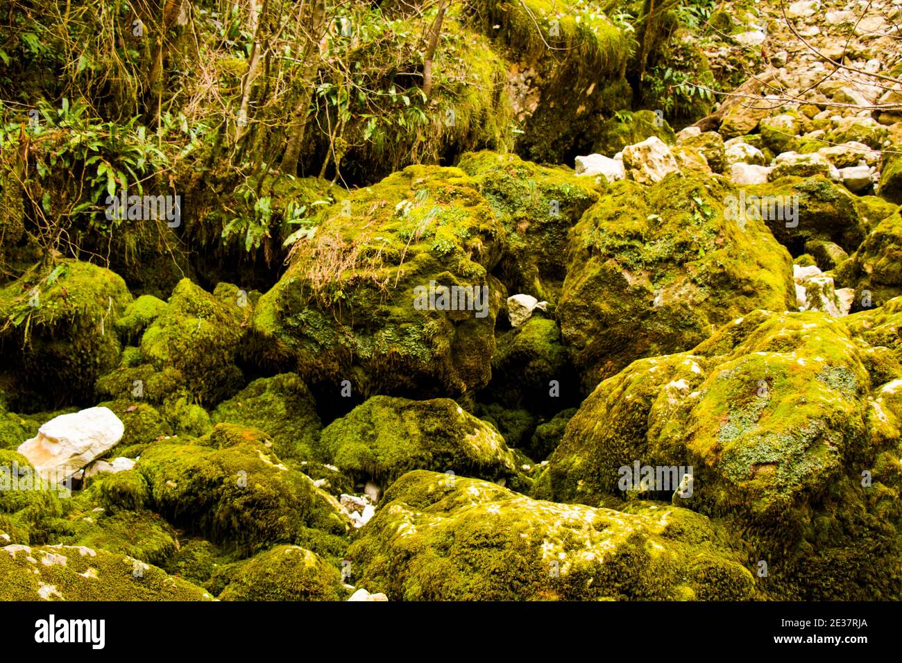 Moss on the rocks, nature background, green moss color texture Stock ...