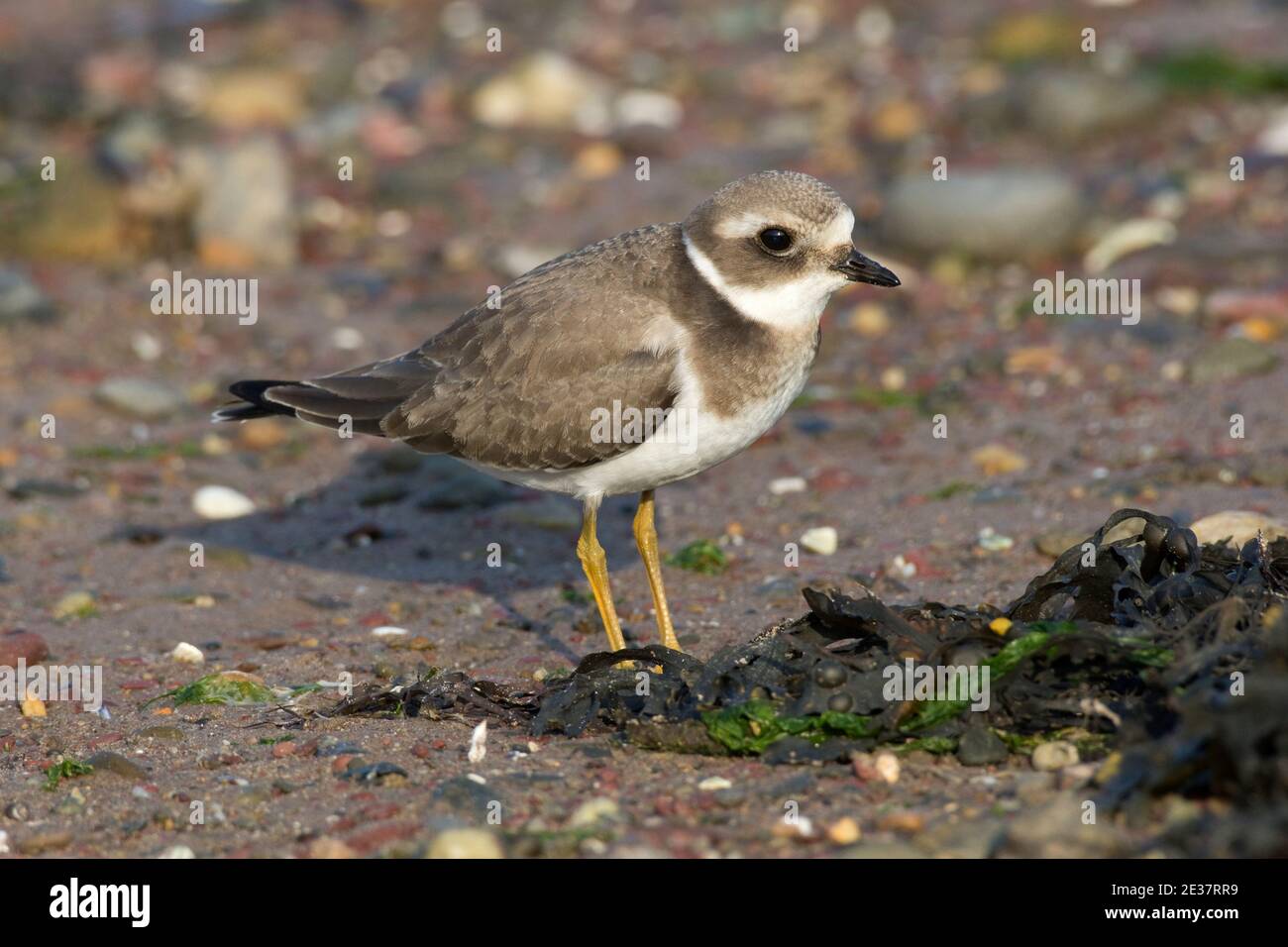 Juvenile ringed plover hi-res stock photography and images - Alamy