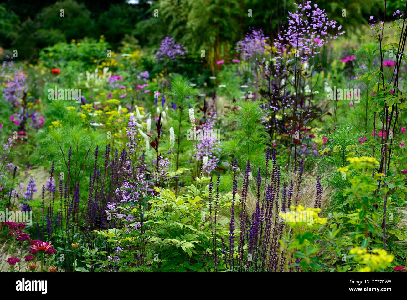 salvia indigo spires,Thalictrum delavayi ,mixed bed,mixed border ...