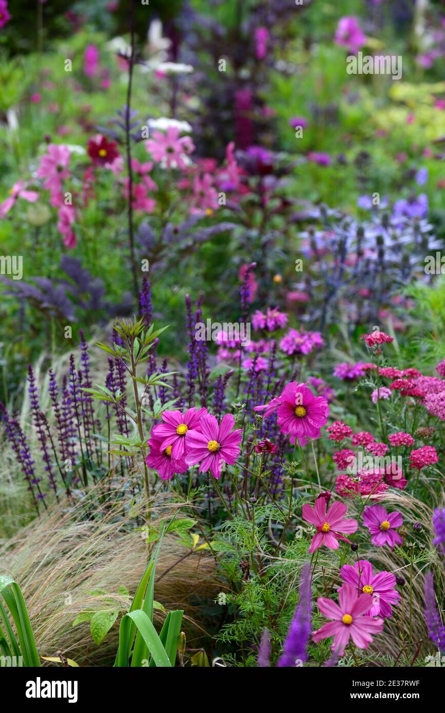 Cosmos bipinnatus Dazzler,salvia indigo spires,achillea,eryngium,mixed ...