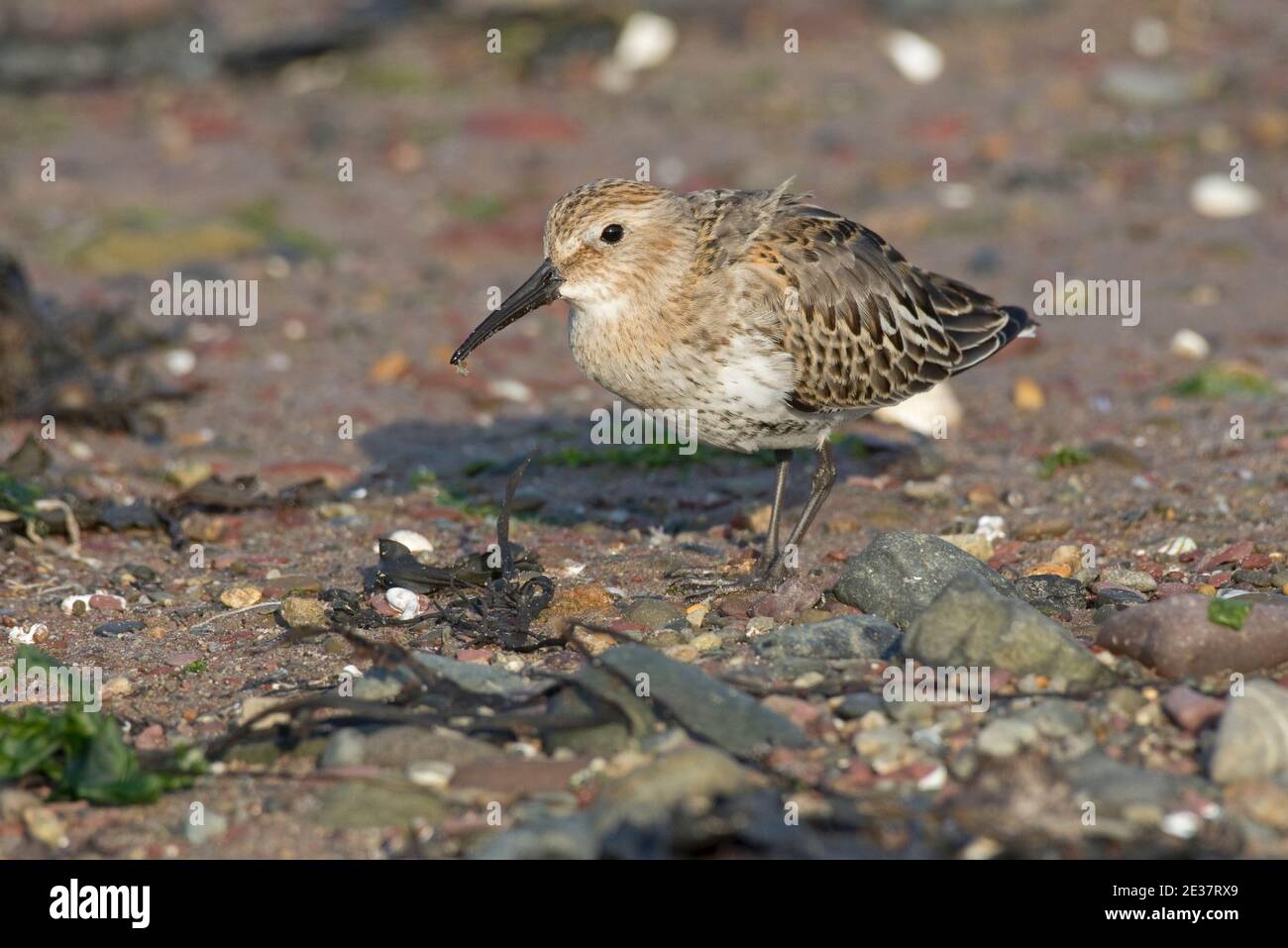 Feeding Dunlin, Calidris alpina, The Gann estuary, Milford Haven, River ...