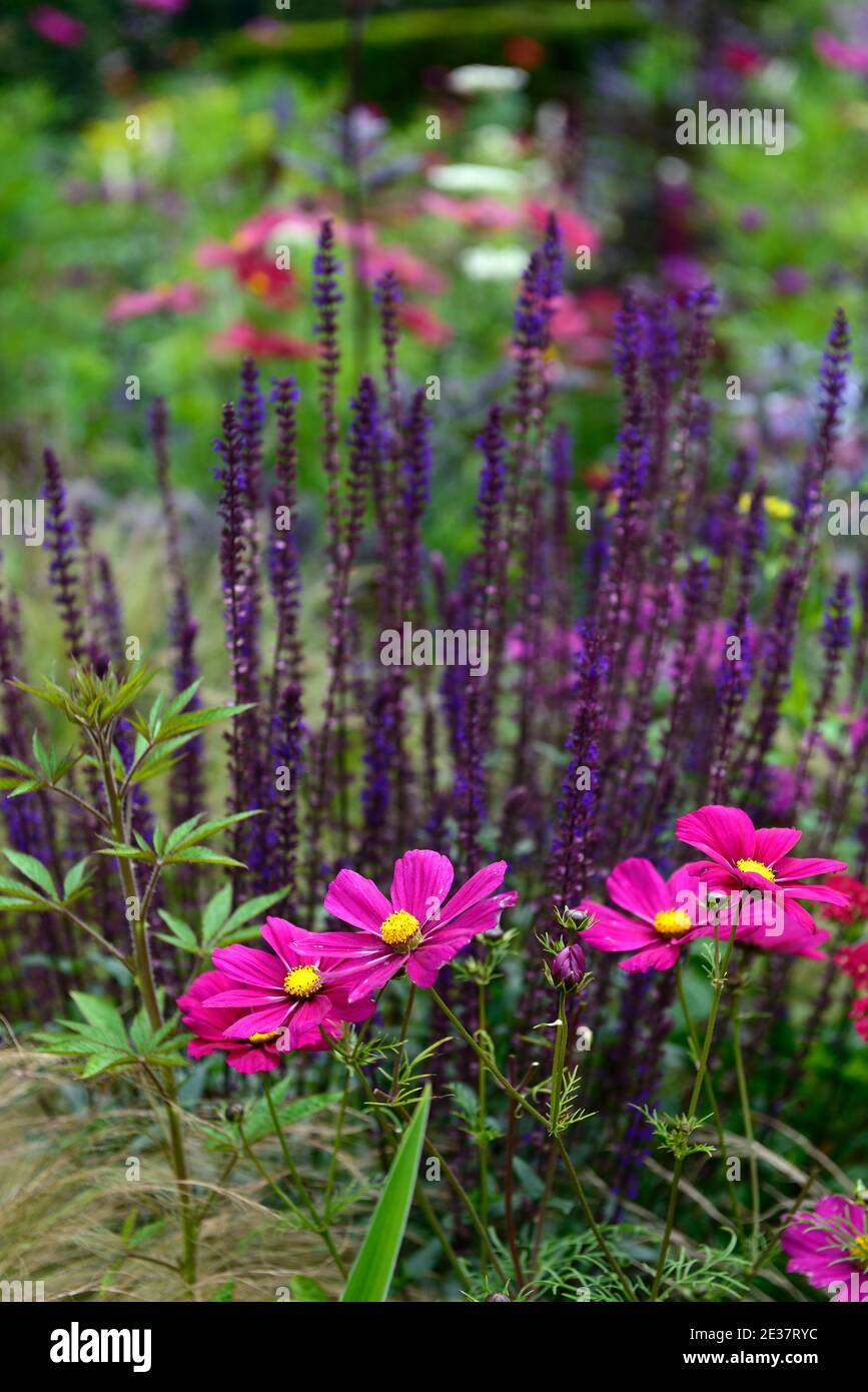 Cosmos bipinnatus Dazzler,salvia indigo spires,mixed bed,mixed border ...