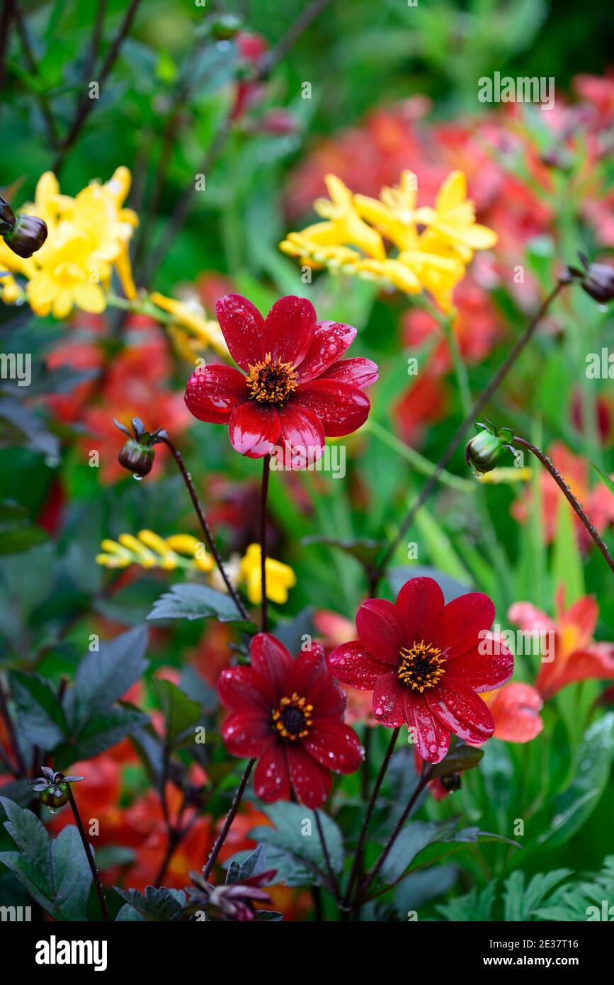 Deep red flowers hi-res stock photography and images - Alamy