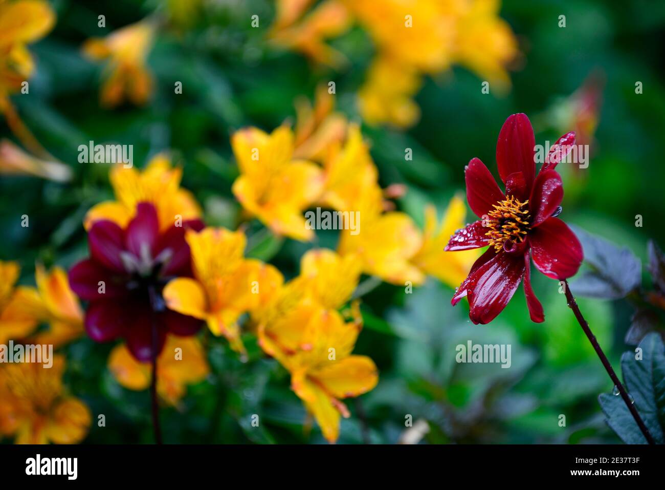 Deep Red Dahlia Seedling High Resolution Stock Photography and Images ...