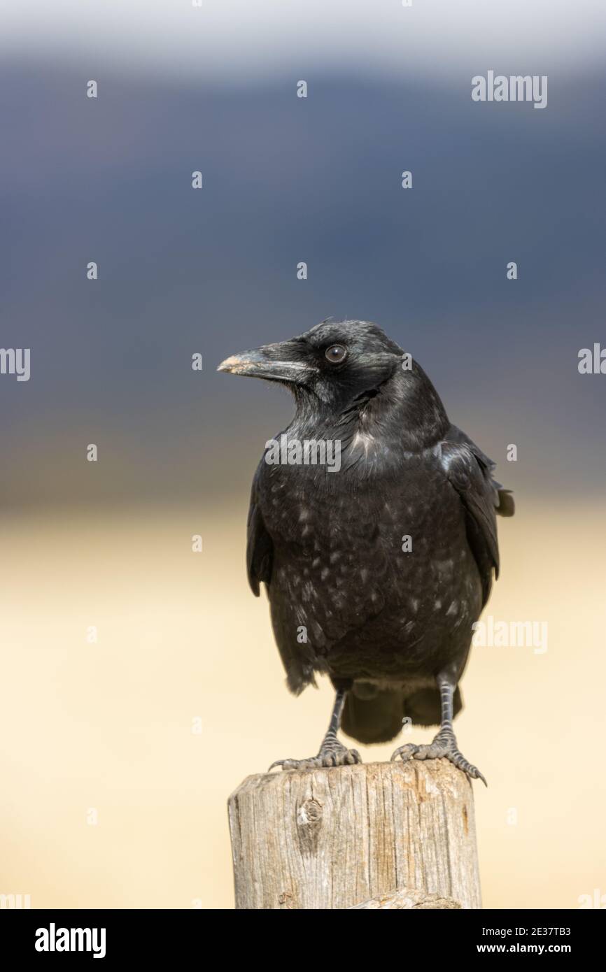 Raven Perched on a Post in Autumn in Wyoming Stock Photo - Alamy