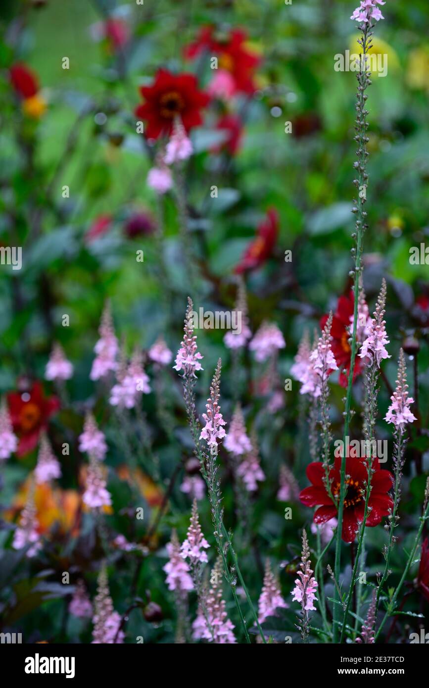 Linaria Dial Park,Toadflax,mauve purple flowers,flowering stems,spires ...