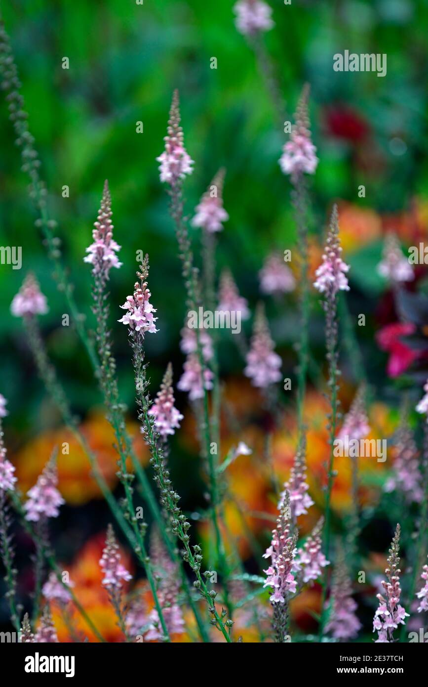 Linaria Dial Park,Toadflax,mauve purple flowers,flowering stems,spires ...