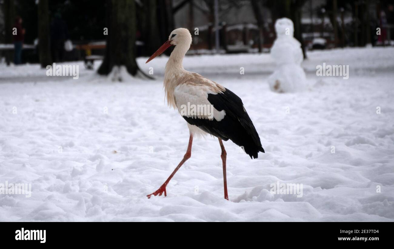 Stork footprints hi-res stock photography and images - Alamy