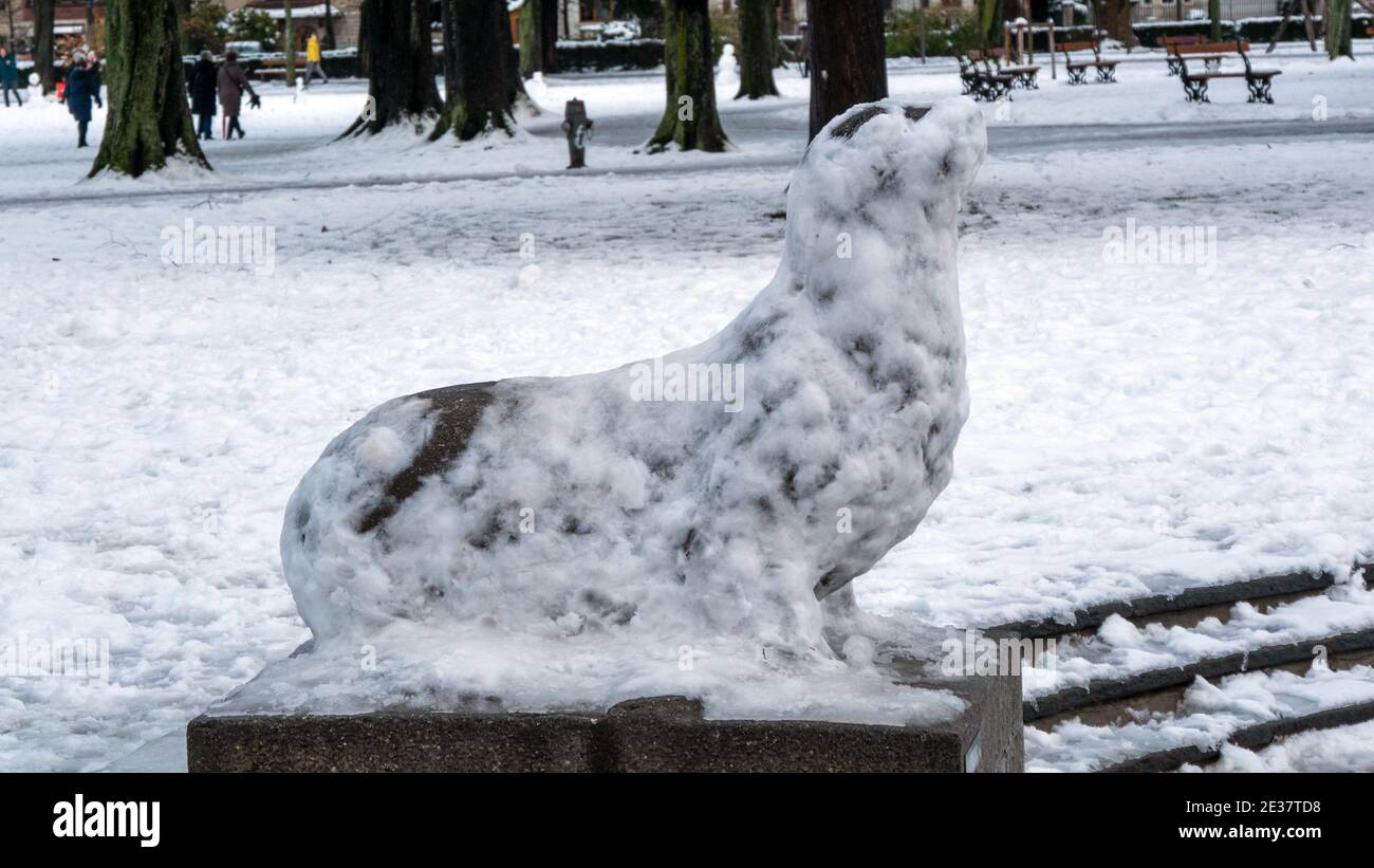 Seal in natural environment hi-res stock photography and images - Alamy