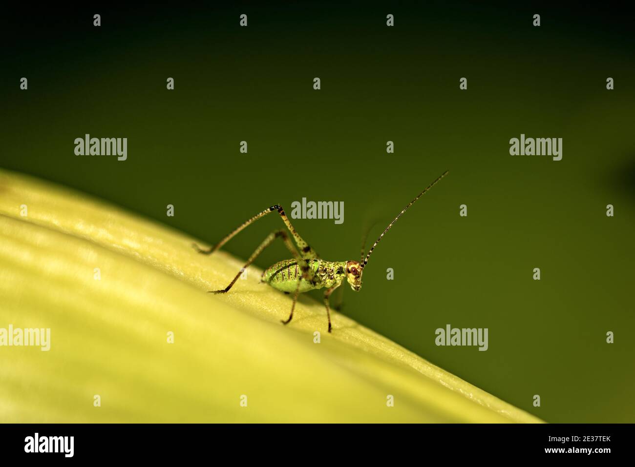 Macro Photography of a Cricket Insect on a Green Leaf, side view Stock ...