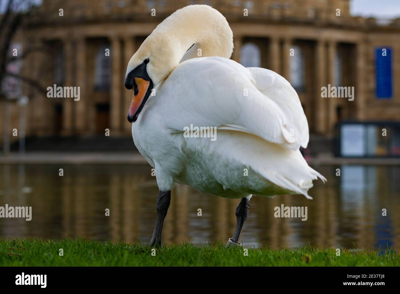 White swan in Stuttgart, New Castle (Neues Schloss) on the background ...