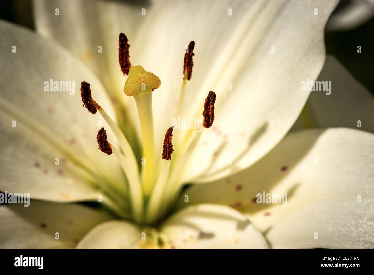 Extreme Close Up Shot Flower