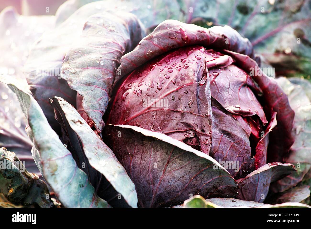 A head of red cabbage grows in the garden. Photo of a vegetable with a ...