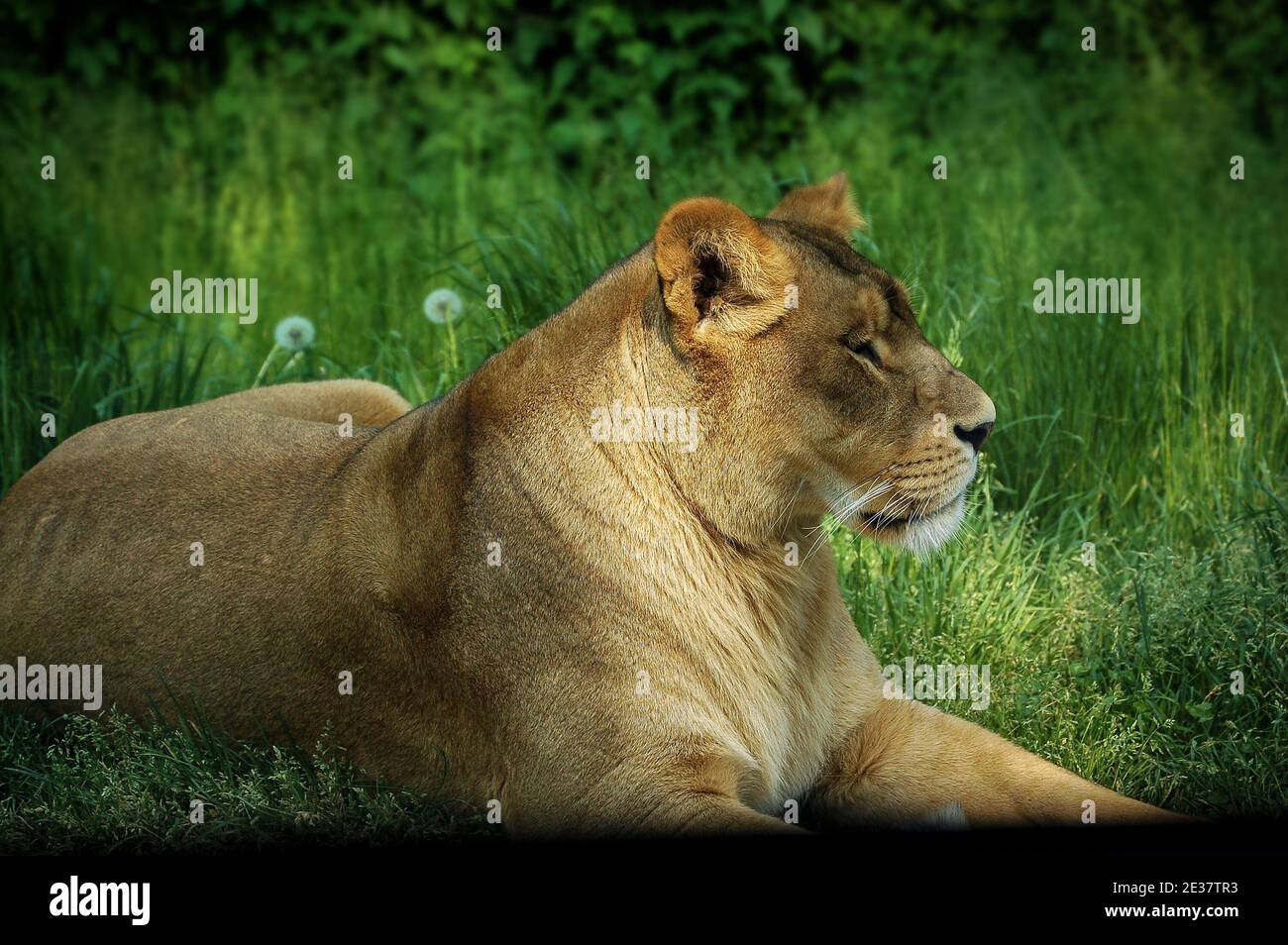 Close-up of a lioness resting in the green grass, side view Stock Photo ...